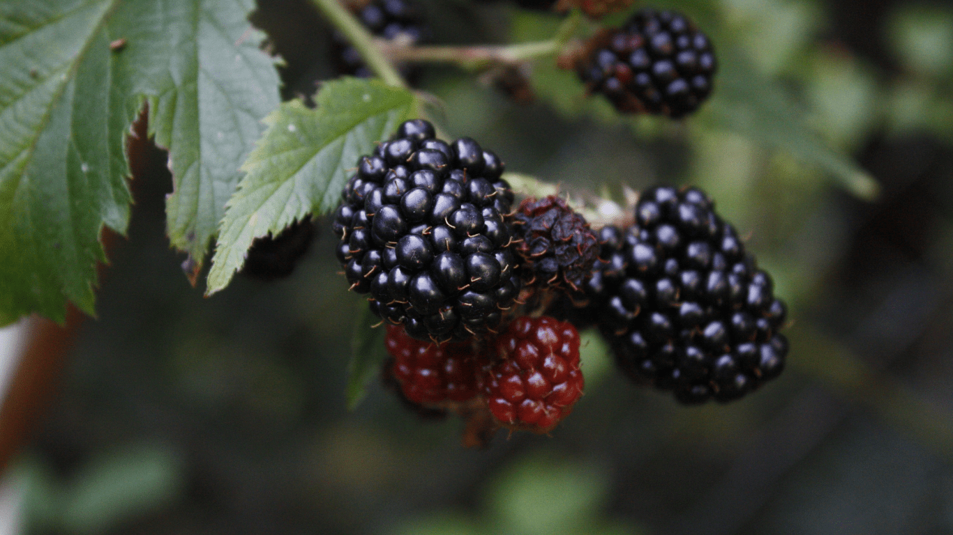 Wild Edibles: How to Safely Identify Plants and Berries for Foraging ...