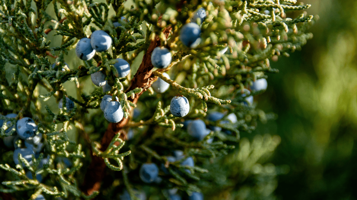 Wild Edibles: How to Safely Identify Plants and Berries for Foraging ...